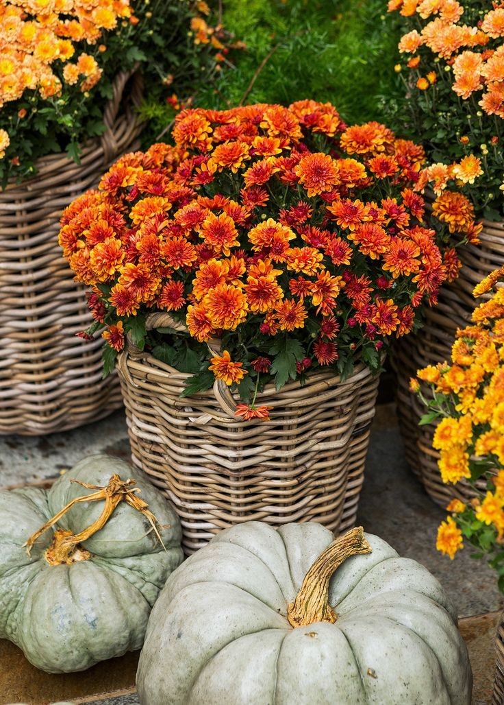What to know before buying pumpkins and mums (ways to make them last ...