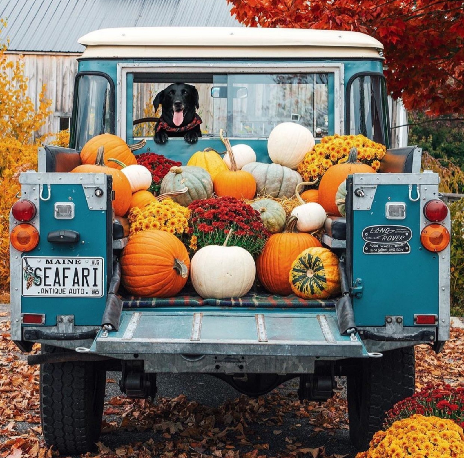 What to know before buying pumpkins and mums (ways to make them last ...